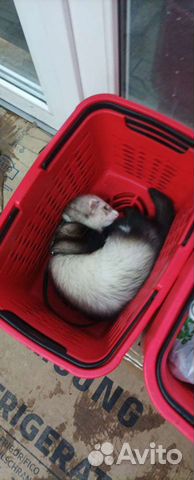 Вязка хорька