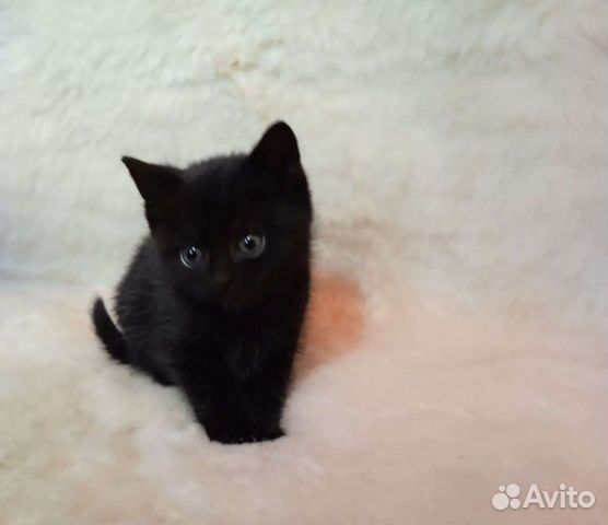 Кот