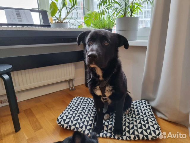 Метис лабрадора