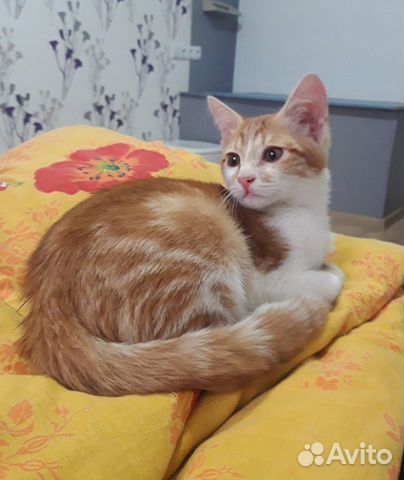 Котенок бело рыжий