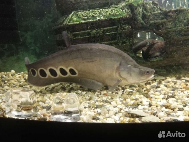 Аквариумная раба