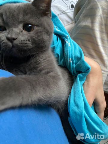 Британская короткошерстная кошка