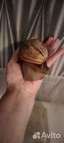 Улитки ахатины