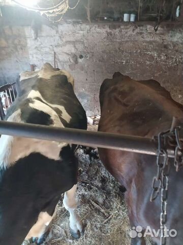 Каровы и бык