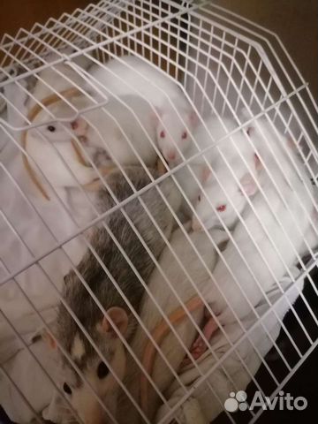 Крыса дамбо