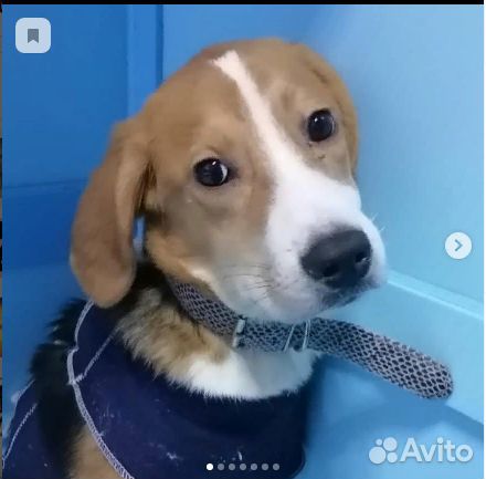 Собачка Софа ищет человека