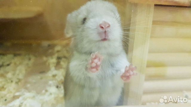 Шиншиллы (малыши), щенки шиншиллы