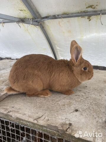 Кролики нзк