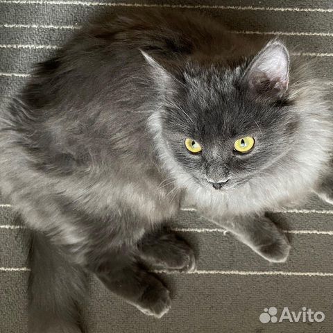 Котята нибелунг
