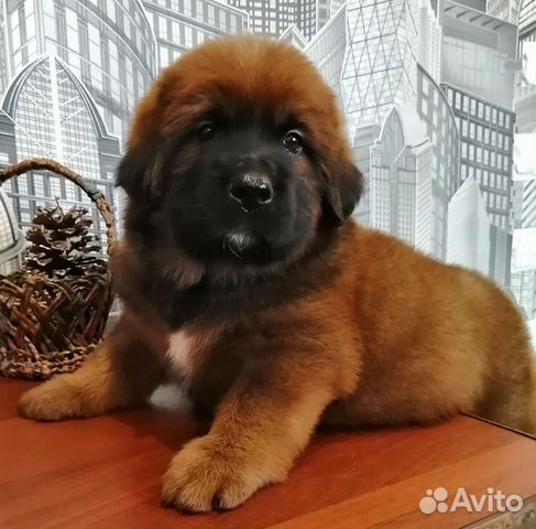 Собаки щенки