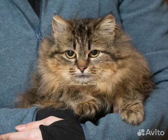 Ласковая Жизель в добрые руки