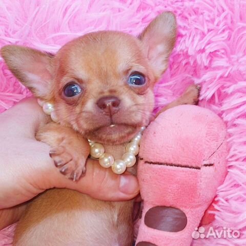 Минюшечка кукольный малыш чихуахуа