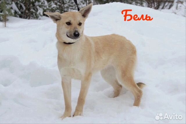 Собачка Бель ищет дом