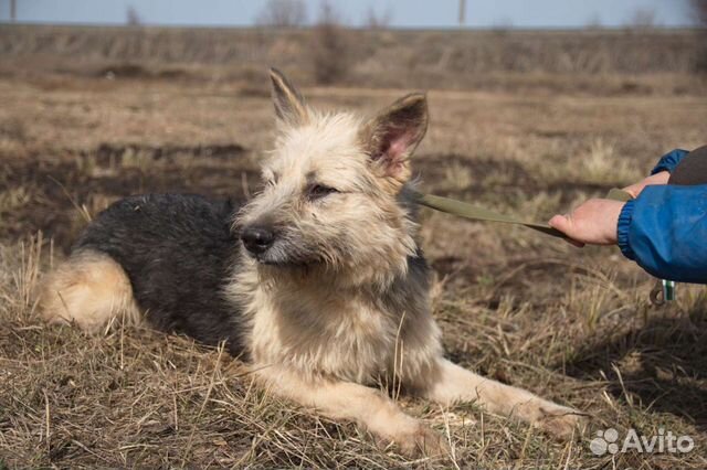 Красавица Мишель, которую можно забрать в квартиру