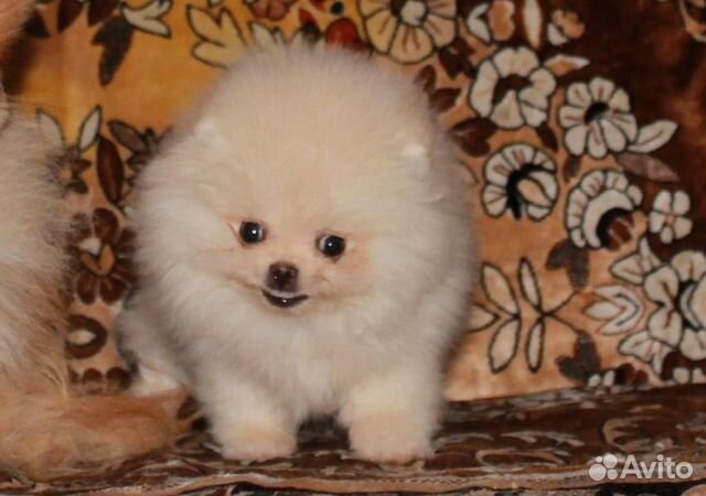 Кремовый померанчик