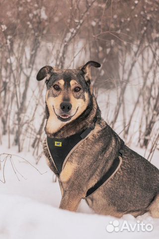 Скромная Альба ищет дом