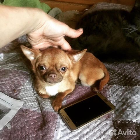 Чих яркий солнечный мальчик