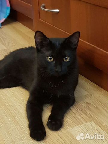 Черный котенок мальчик 4мес привит домашний
