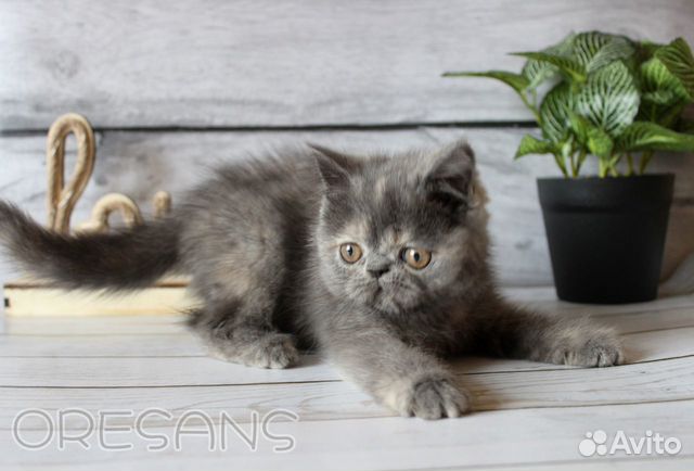 Экзотическая малышка Наоми