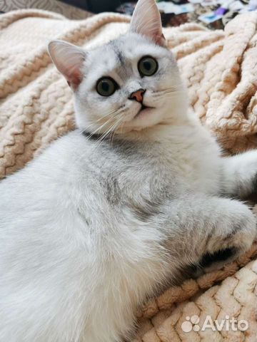 Кот серебристая шиншилла