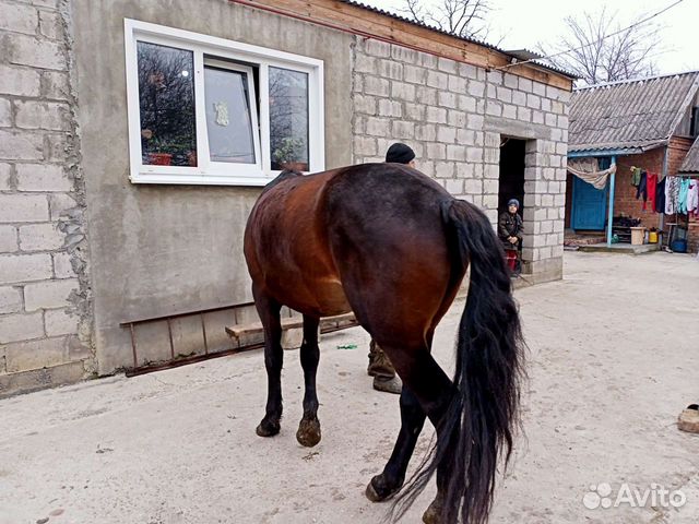 Кабардинец