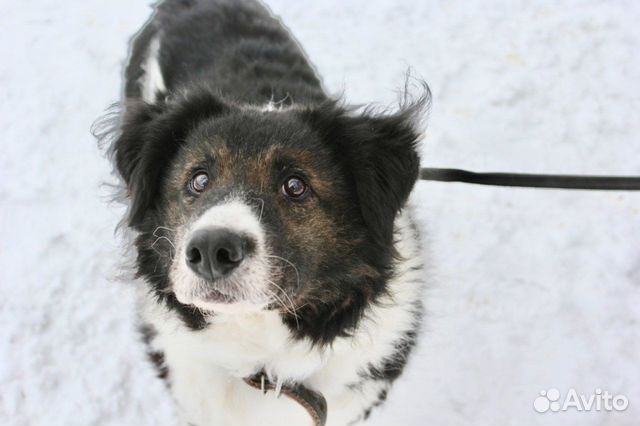 Ласковый пёс из приюта пропадает