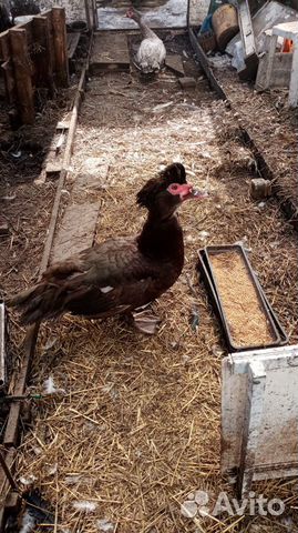 Селезни индоутки цветные