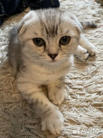 Шотландский котенок