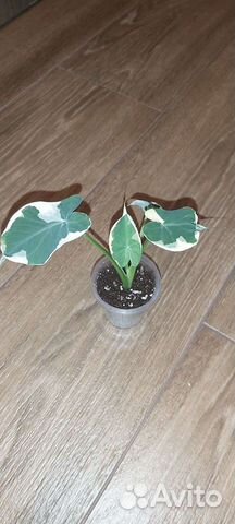 Ксантосома Микки Маус Xanthosoma Sagittifolium