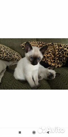 Кошка сиамская