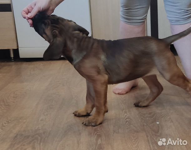 Кане корсо,лучшии подарок