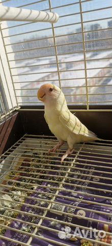 Попугай неразлучник