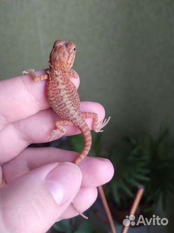 Бородатая агама