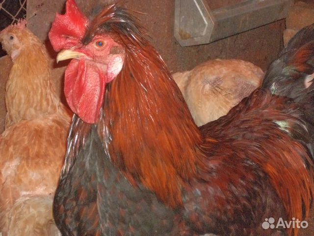 Нарядный петух