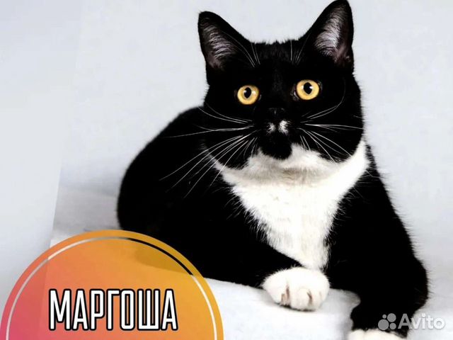Ласкуша кошечка Маргошенька ищет семью