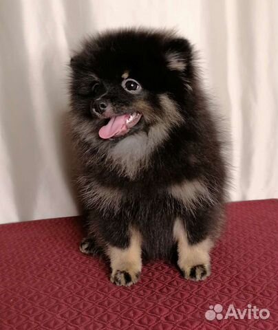 Померанский шпиц мальчик