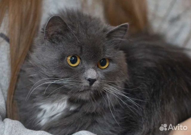 Очень ласковая Чучундра в добрые руки