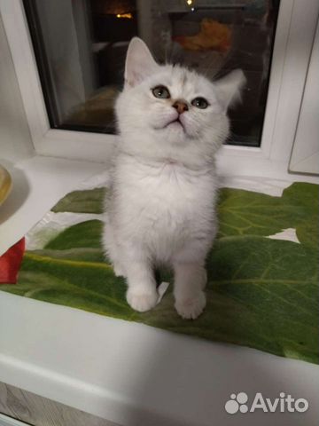 Шотланский прямоухий котенок