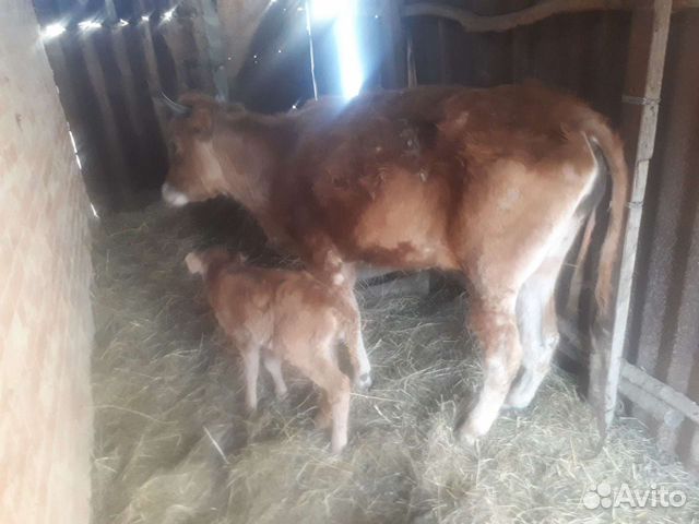 Корова дойная с теленком