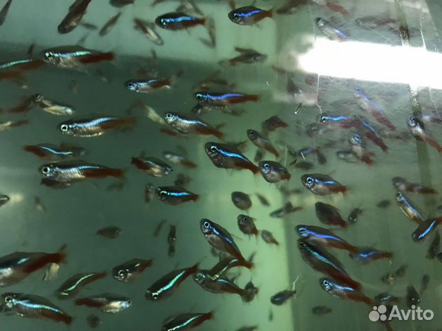 Рыборазводня аквариумных рыбок