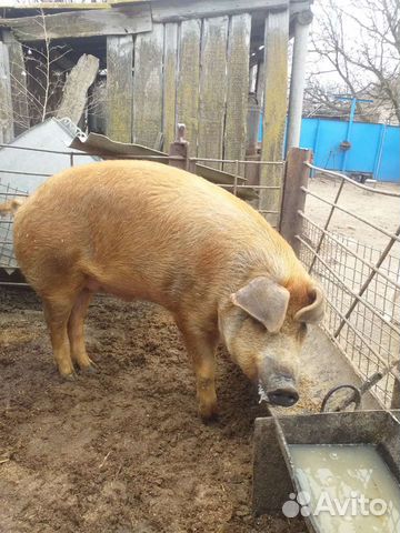 Хряк для случки