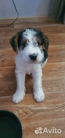 Собаки щенки