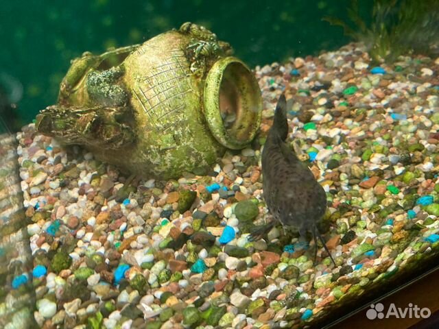 Акваримная рыбка. Сомик таракатум