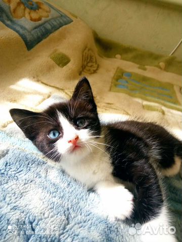 Кошка разноглазая от папы тайца