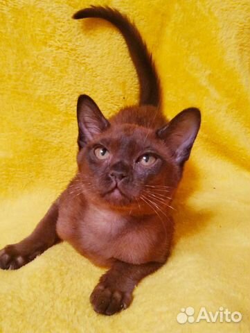 Бурманские котята