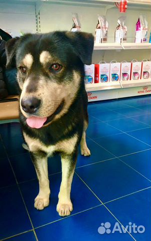 Найдена собака