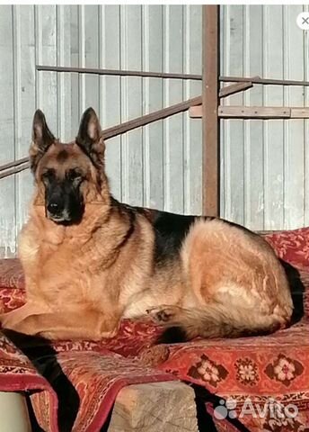 Овчарка из приюта Бездомные друзья