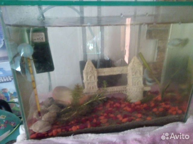 Аквариум обмен или продажв