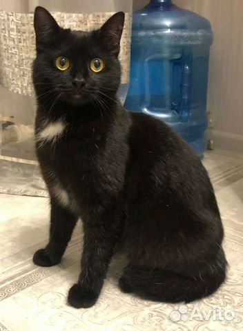 Кошечка Жужа бывшая лифтерша