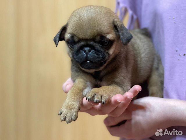Мопс, абрикосовый окрас